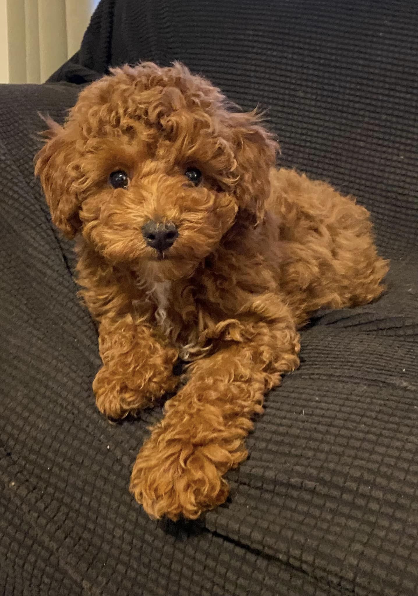 Poodles and Doodles - A New Life Ranch